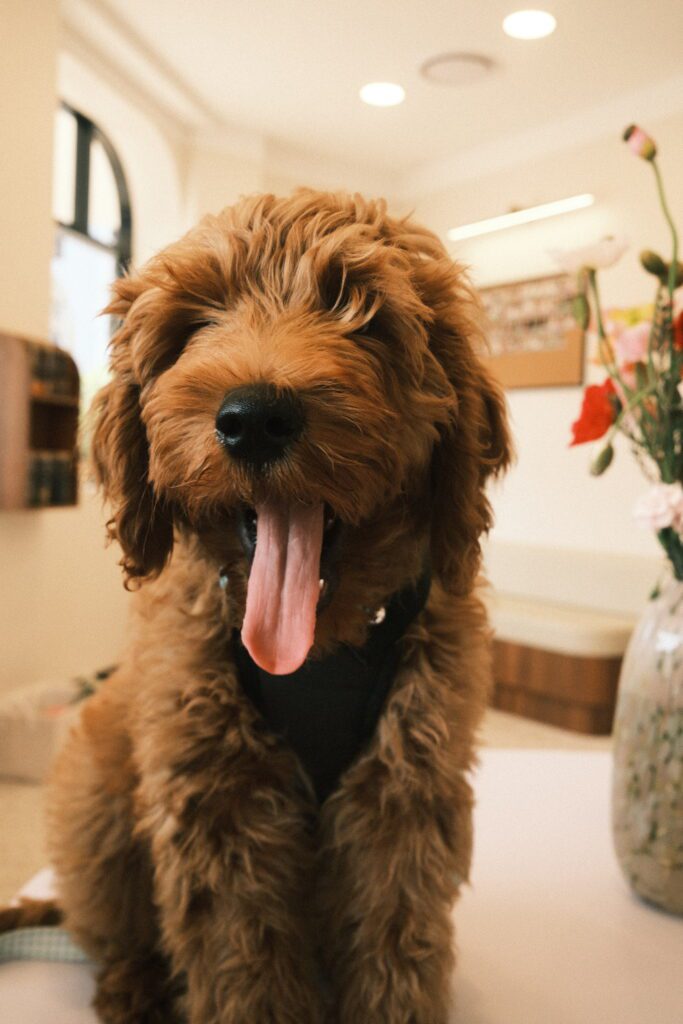Caring For Pets: Advice For Keeping Your Pet Healthy | Hey Bud